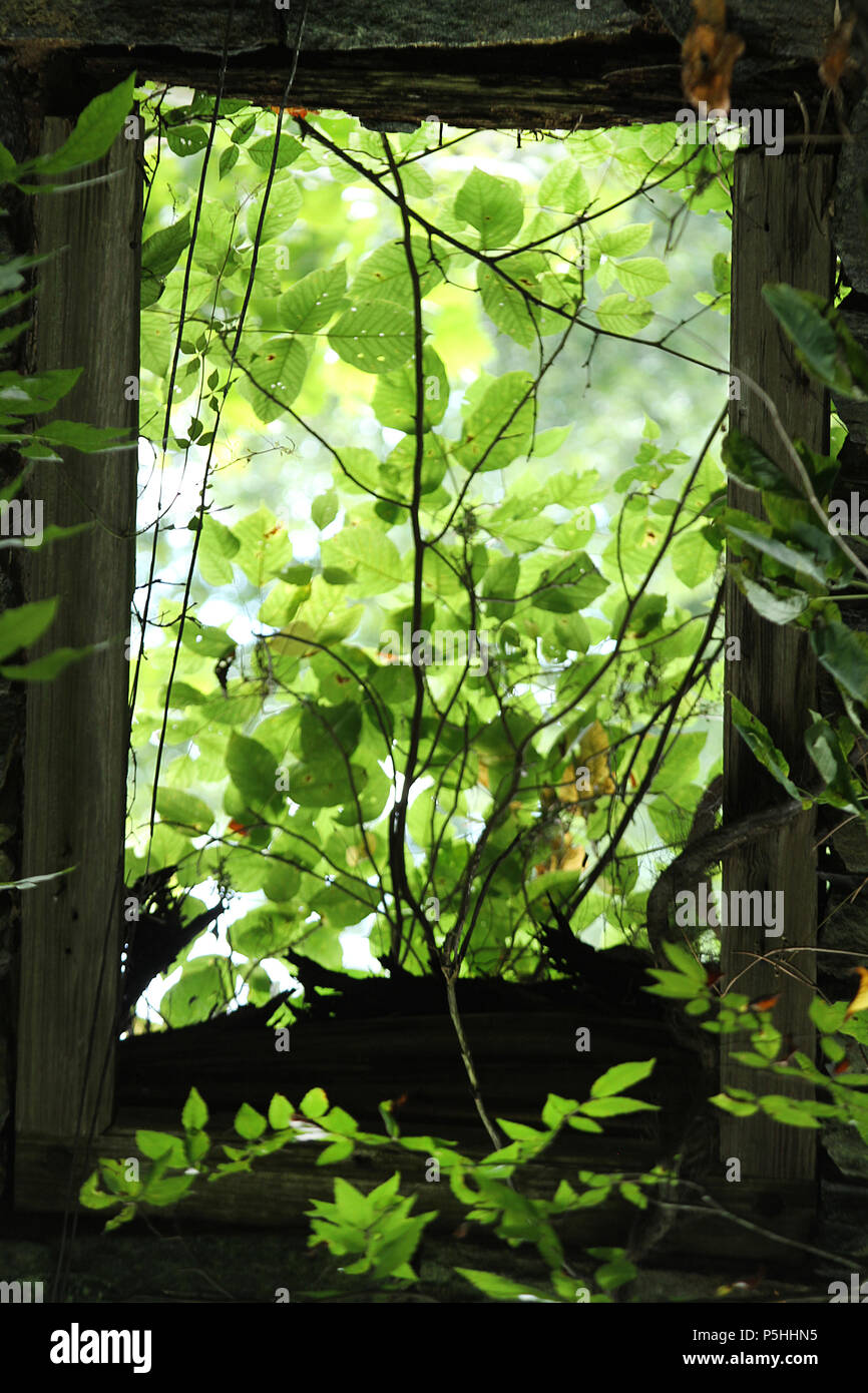 Poison Ivy climbing over walls of abandoned house Stock Photo - Alamy