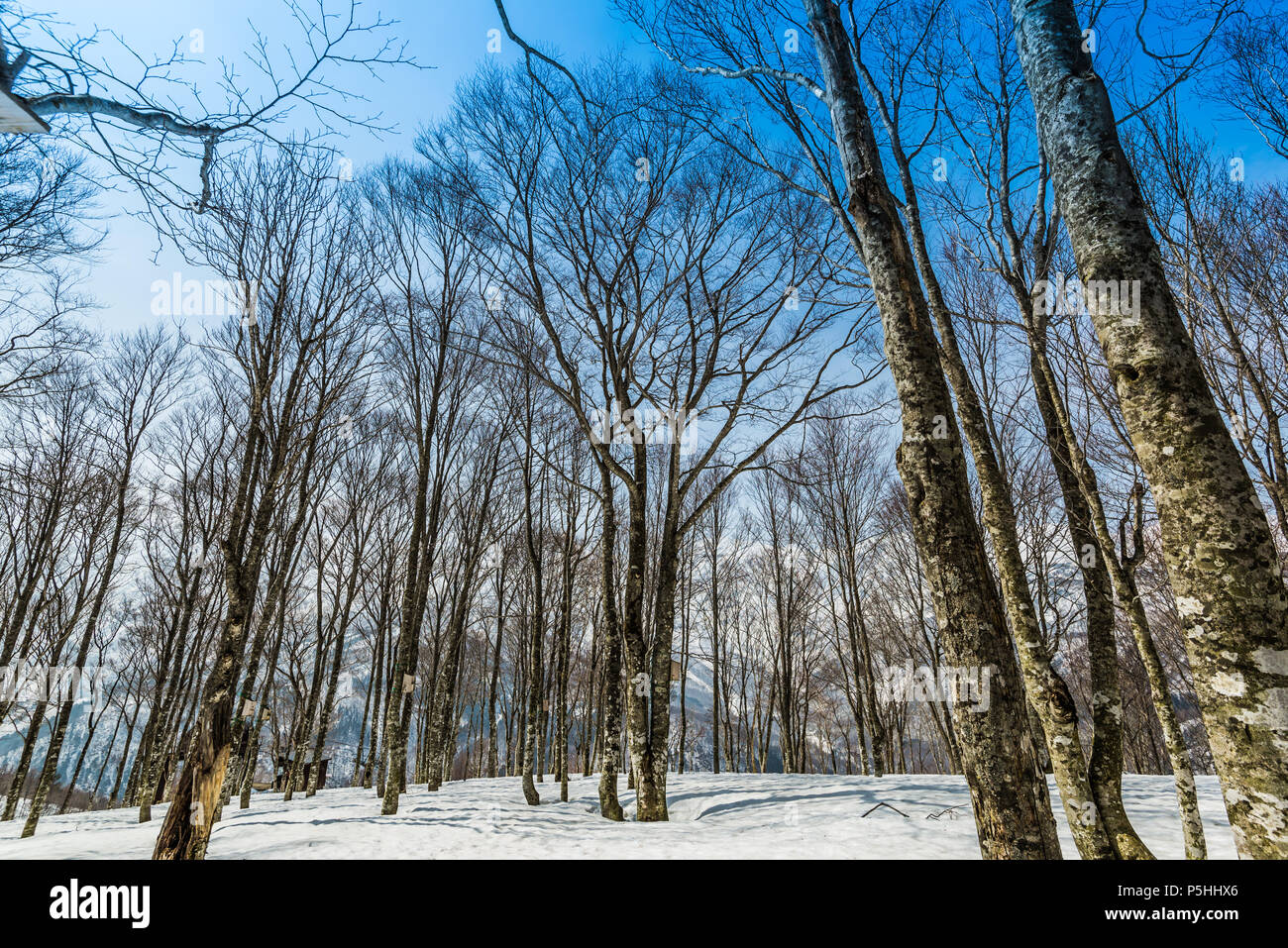 White Birch forest. Hakuba ridge in spring. It is famous of the venue ...