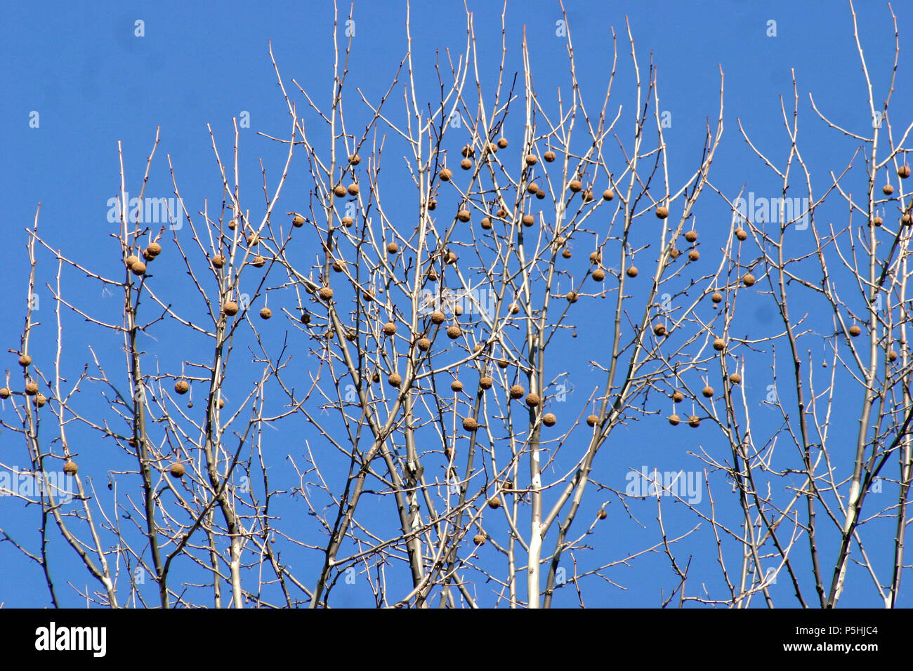 Sycamore seed pods hi-res stock photography and images - Alamy