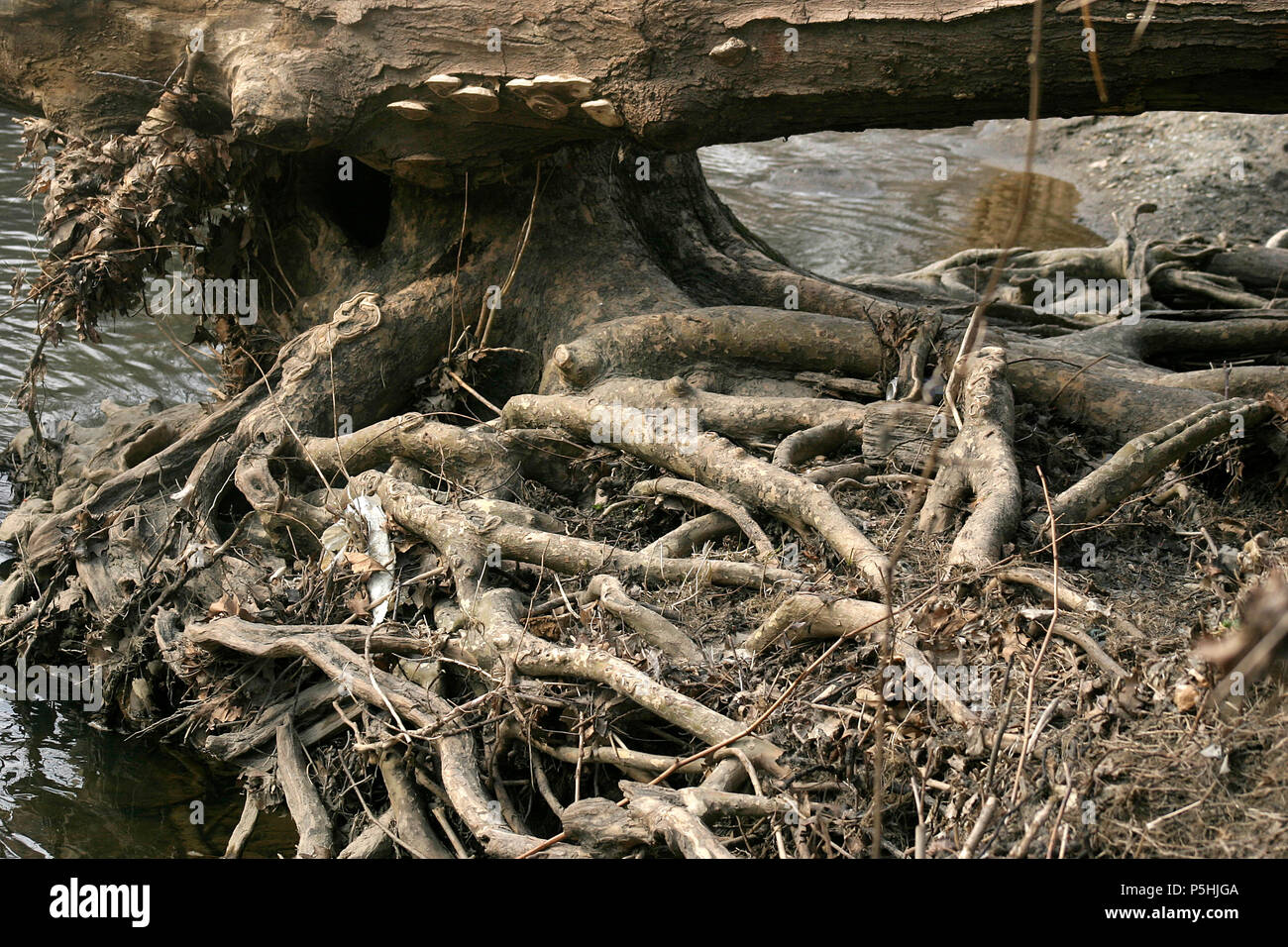 Tree roots exposed river erosion hi-res stock photography and images ...