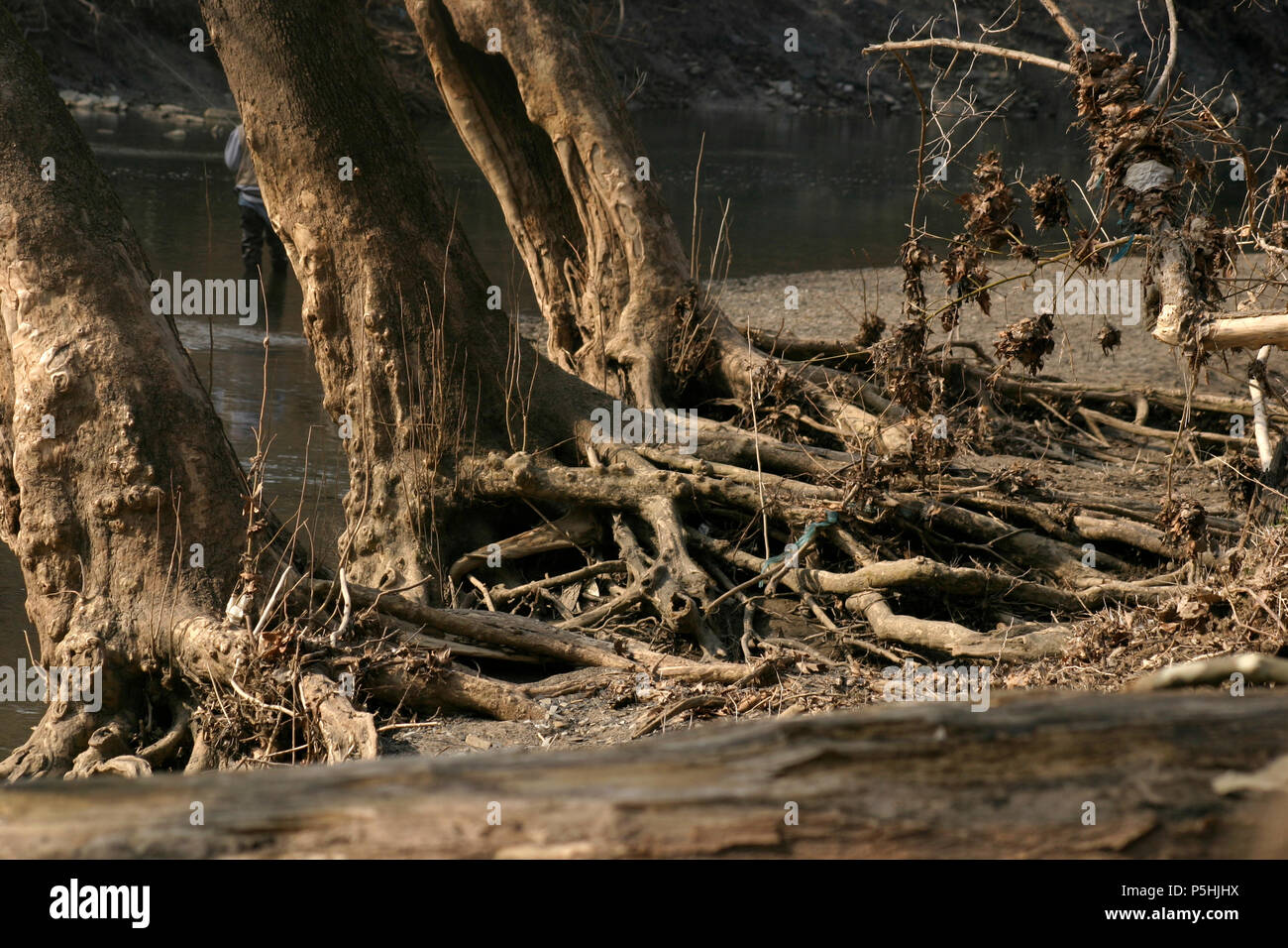 Tree roots exposed by erosion at the edge of river Stock Photo - Alamy