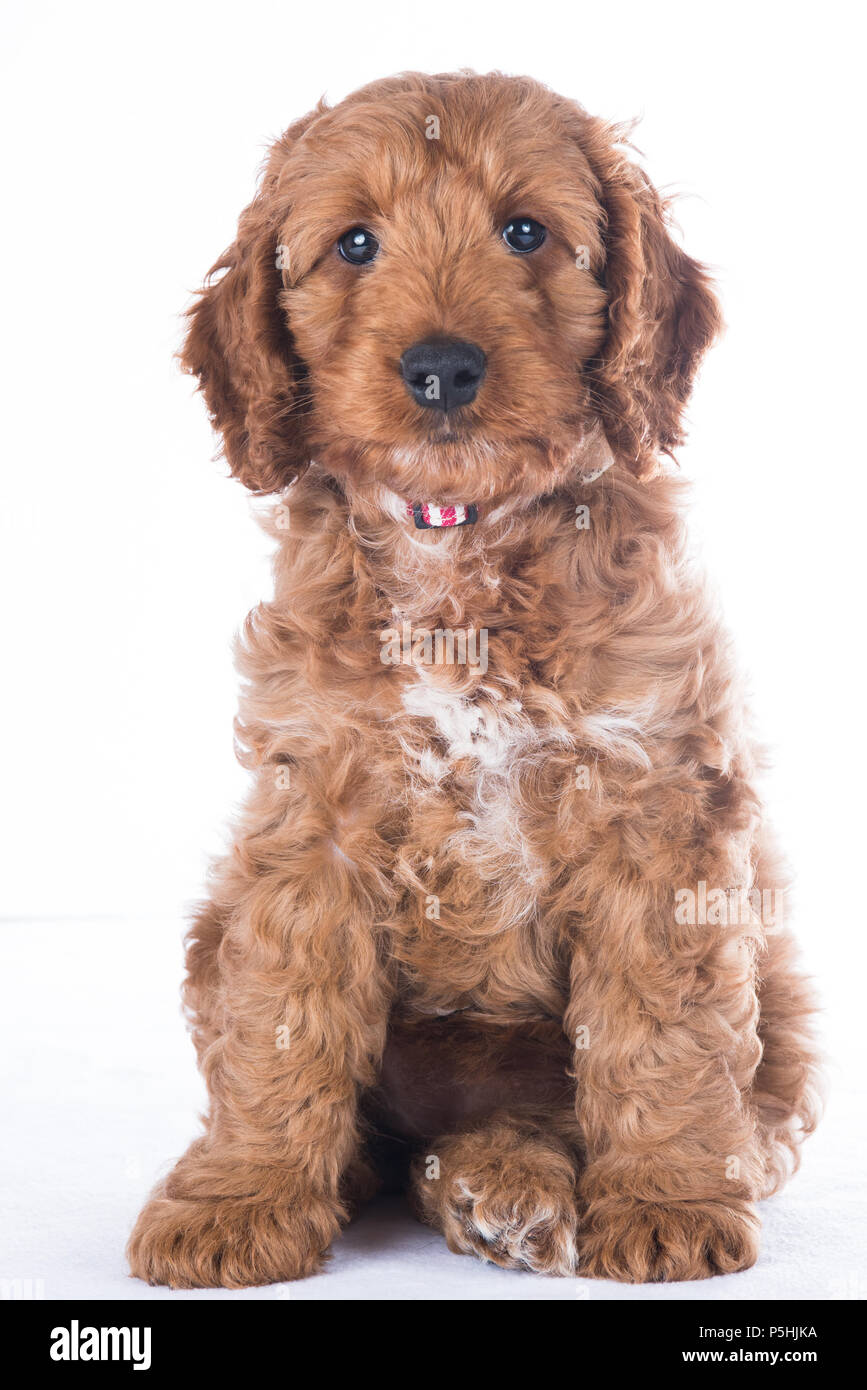 portrait of cute cockerpoo on white background Stock Photo - Alamy