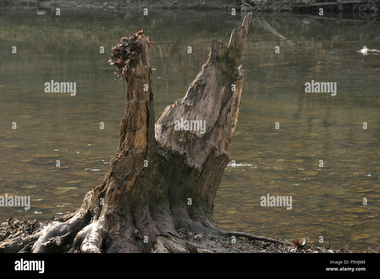 Dead tree water edge hi-res stock photography and images - Alamy