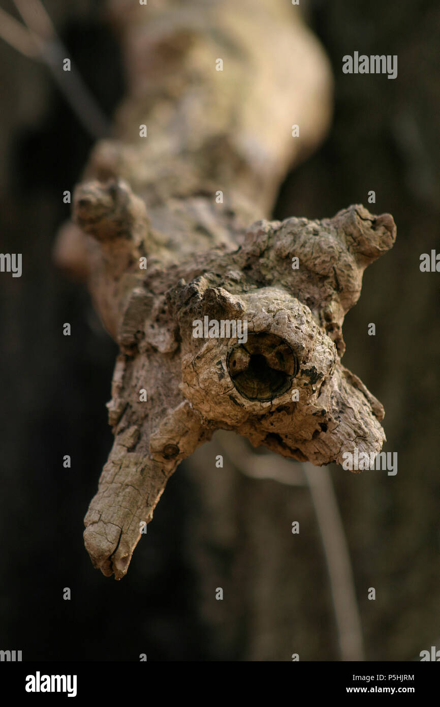 Decaying organic matter hi-res stock photography and images - Alamy