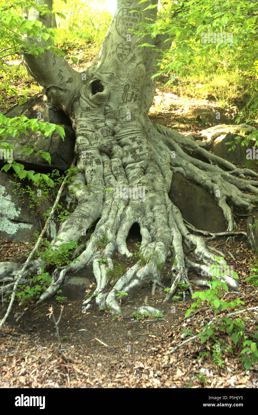 Old tree with visible roots going down over rocky terrain Stock Photo ...
