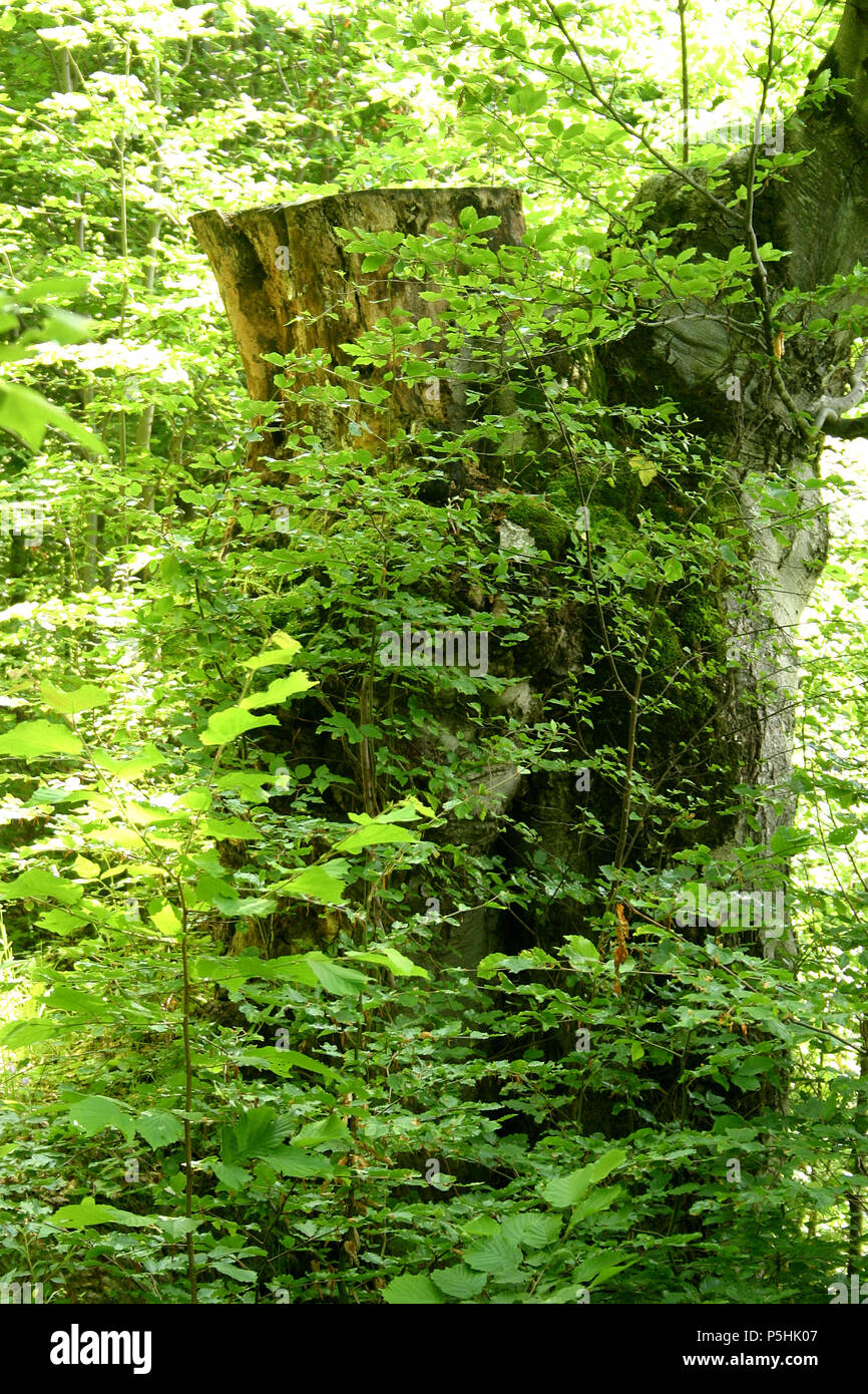 Young plants growing around large old tree Stock Photo - Alamy