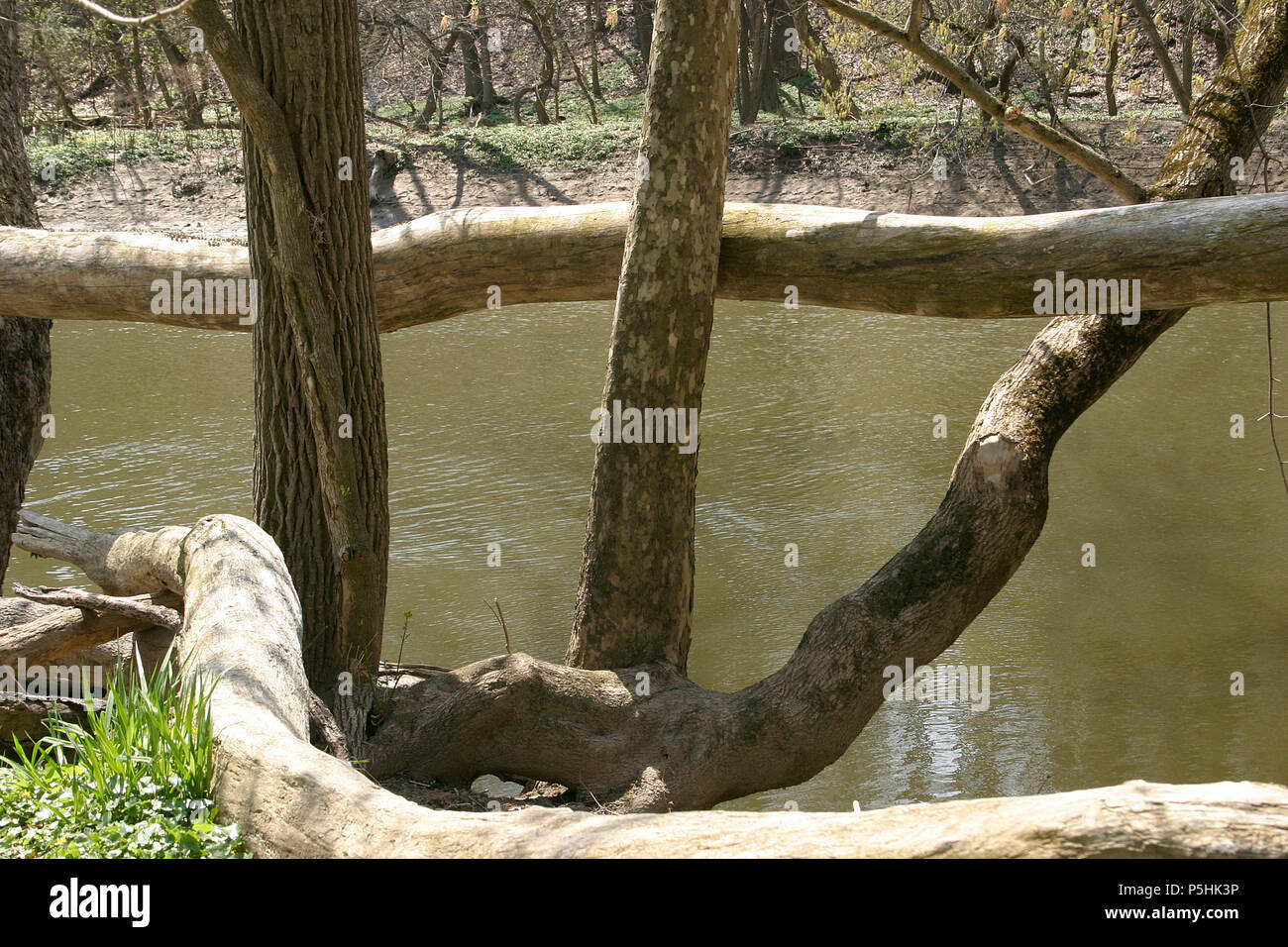 Tree trunks intertwined at the edge of water Stock Photo - Alamy