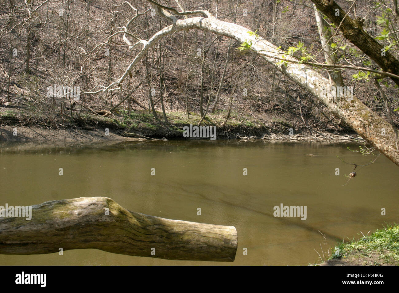 Long tree trunk curved above river Stock Photo - Alamy