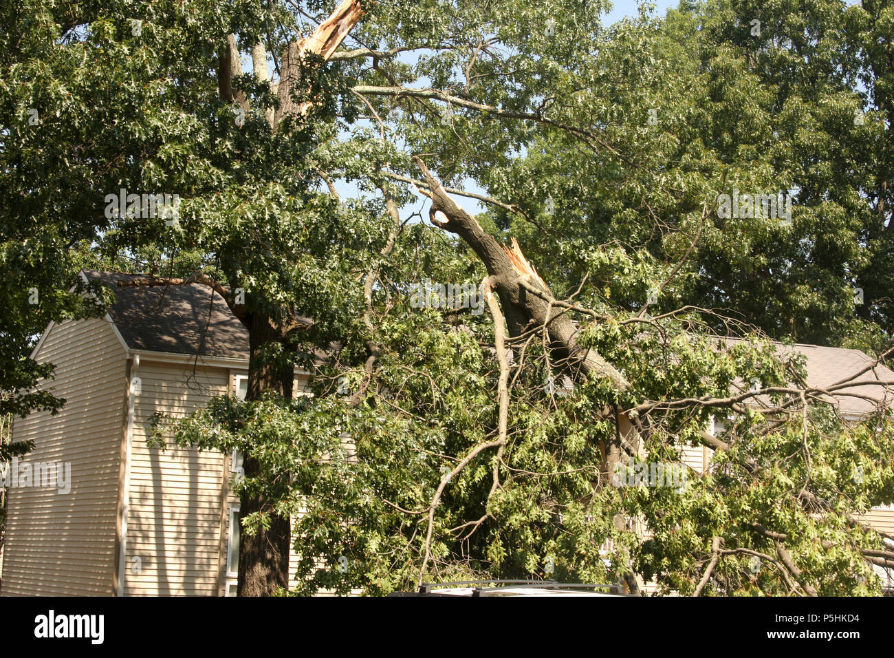 Large tree with broken limbs after passing storm Stock Photo - Alamy