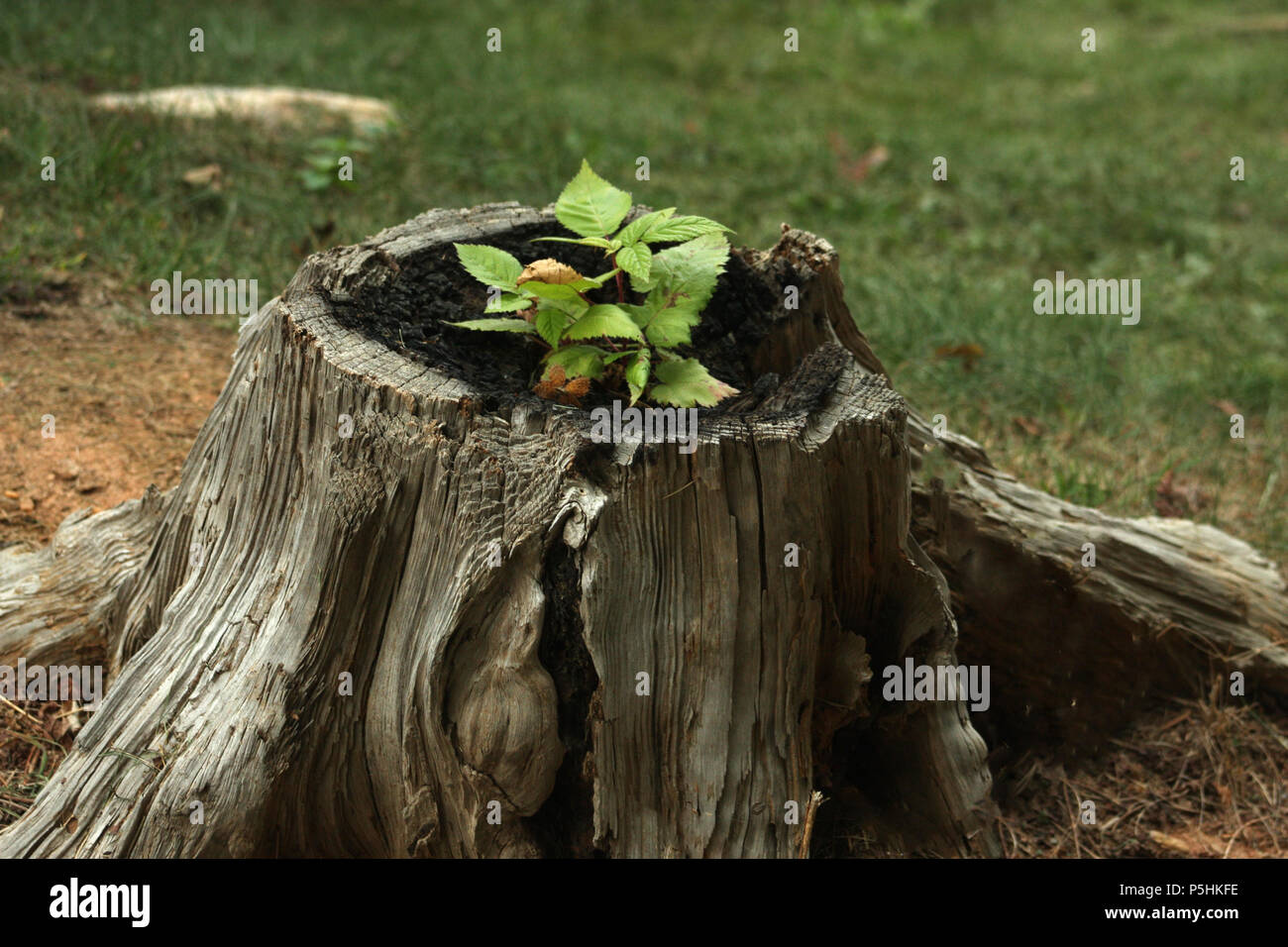 Decayed tree stump hi-res stock photography and images - Alamy