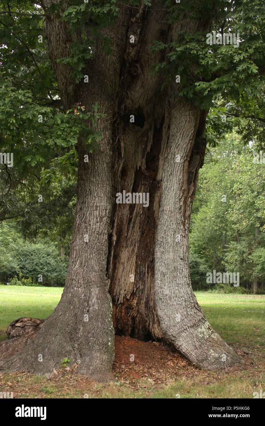 Rotten matter hi-res stock photography and images - Alamy