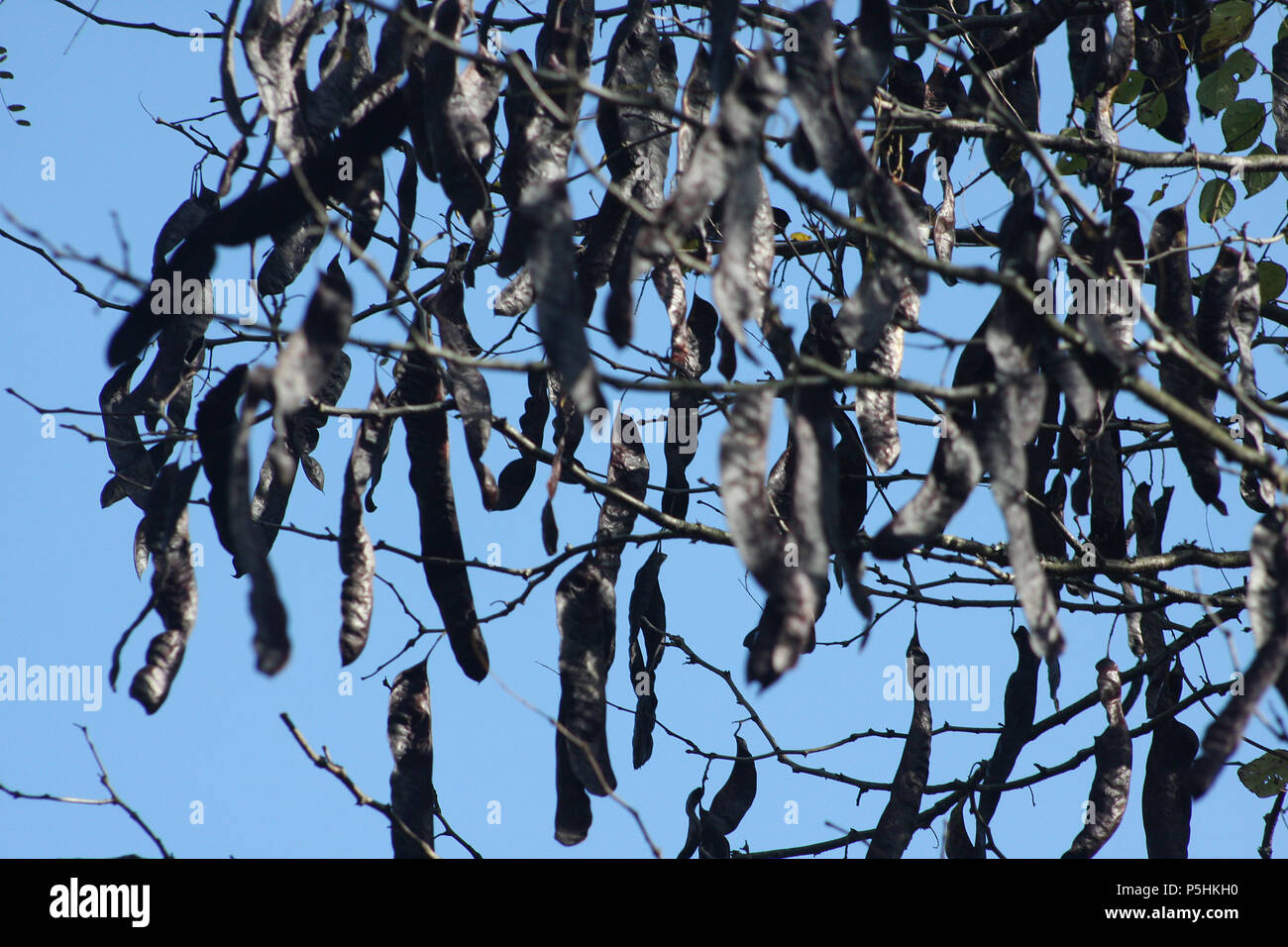 Locust bean hi-res stock photography and images - Alamy