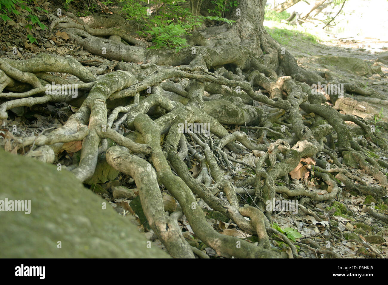 Visible tree roots at the edge of river Stock Photo - Alamy
