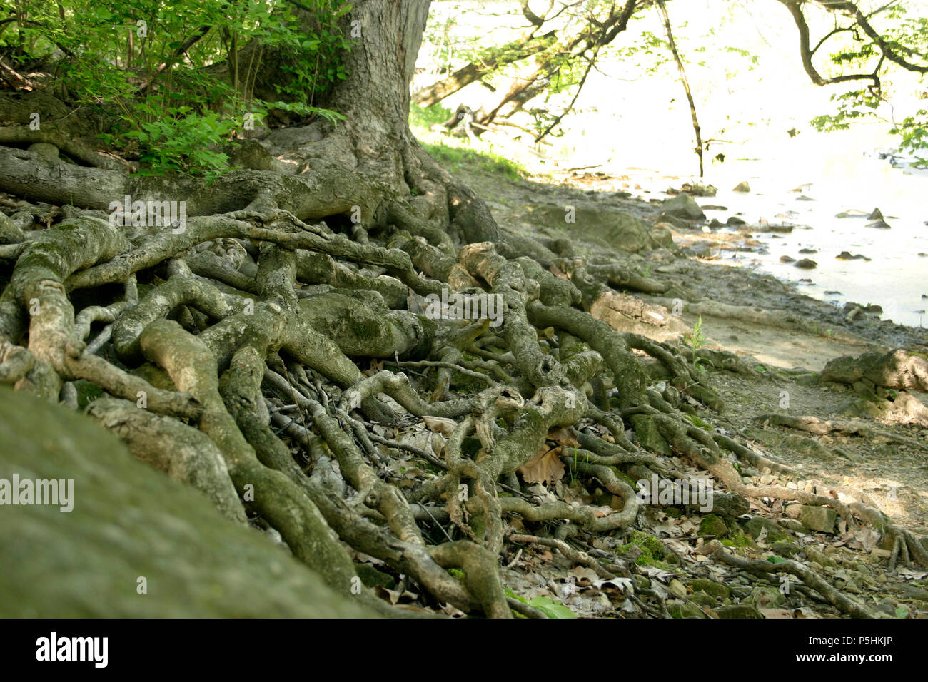 Visible tree roots at the edge of river Stock Photo - Alamy