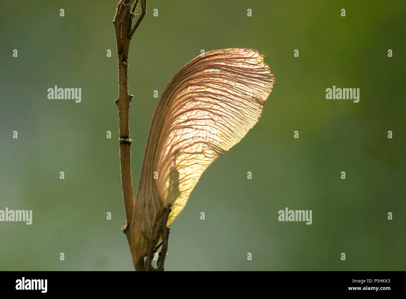 Fruit of maple tree hi-res stock photography and images - Alamy