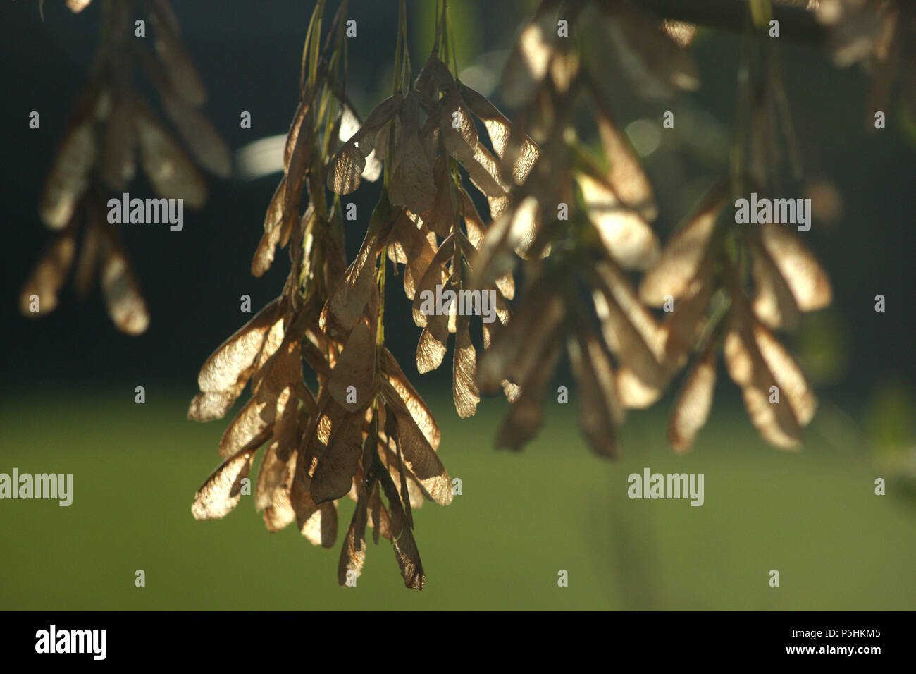 Maple tree's seeds hanging from the branches Stock Photo - Alamy