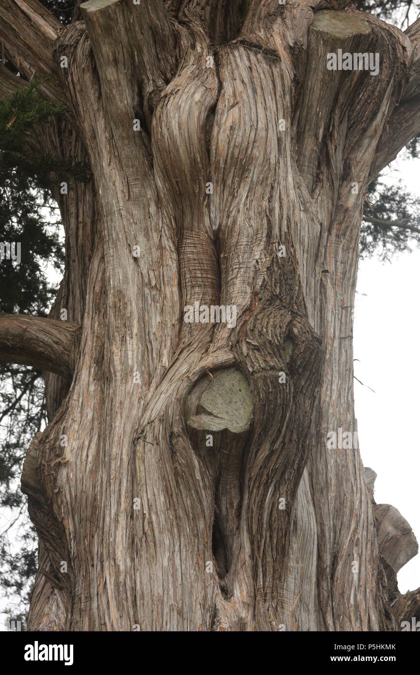 Dead coniferous trees hi-res stock photography and images - Alamy
