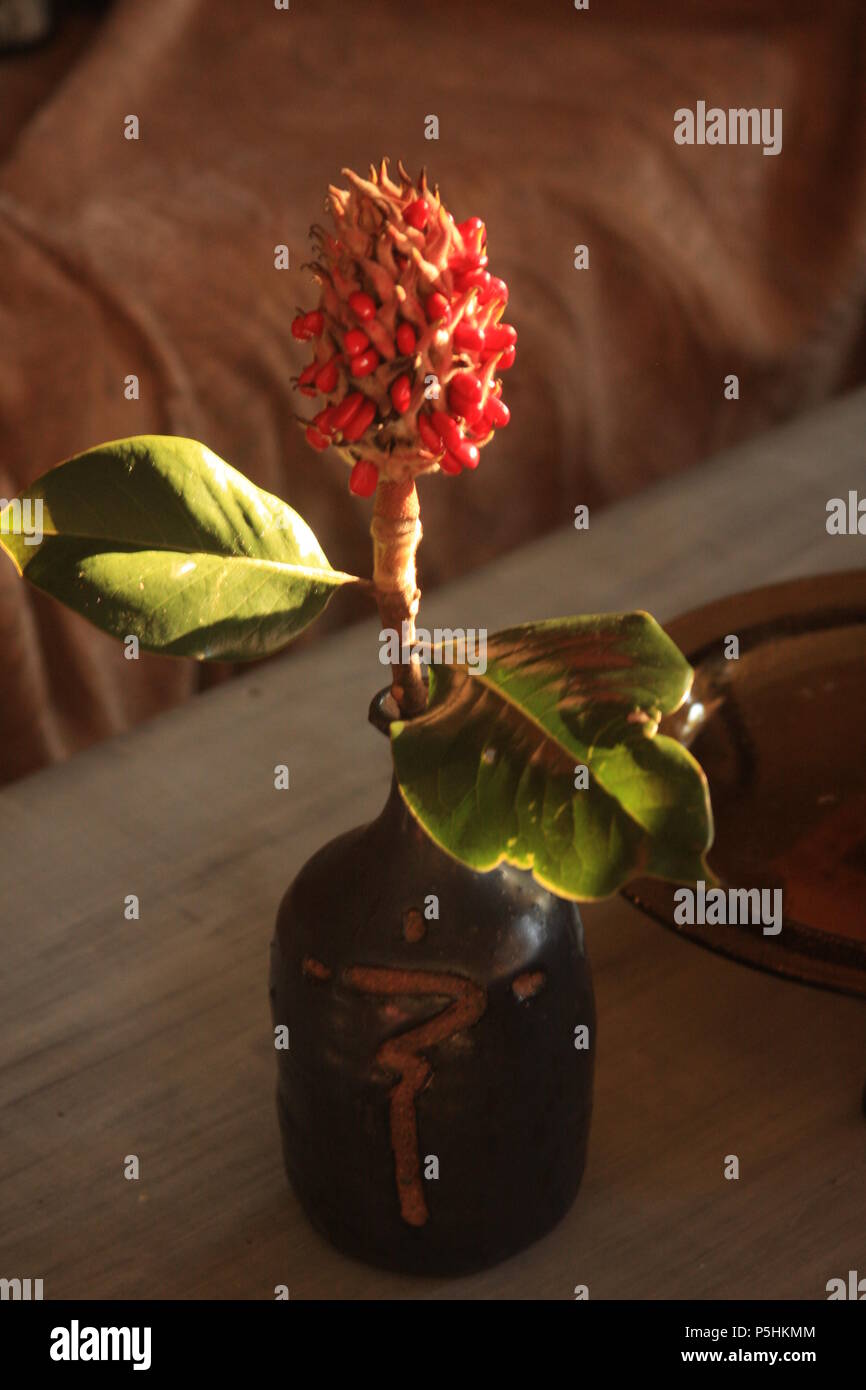 Magnolia seed pod hi-res stock photography and images - Alamy