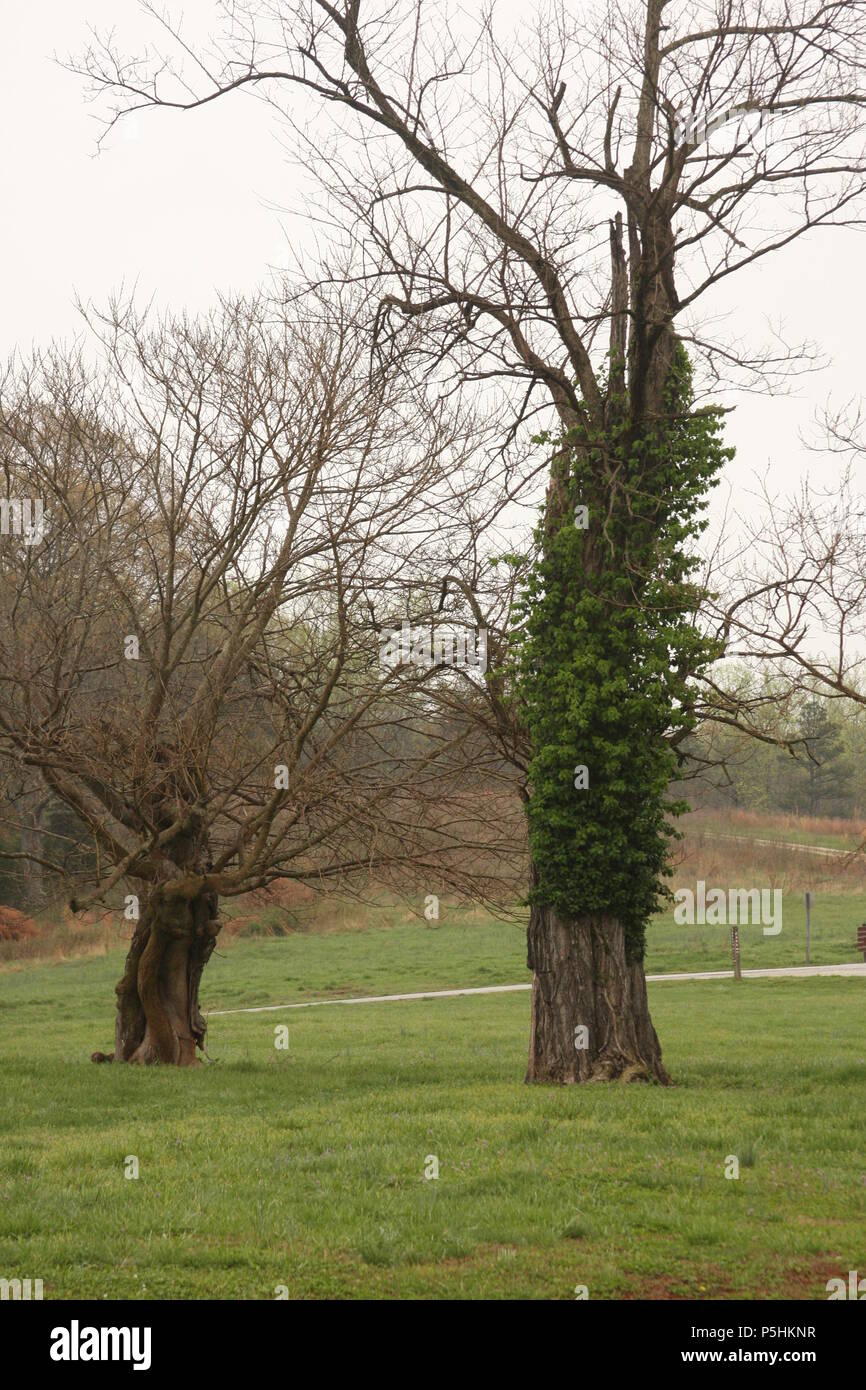 Vine tree branches hi-res stock photography and images - Alamy