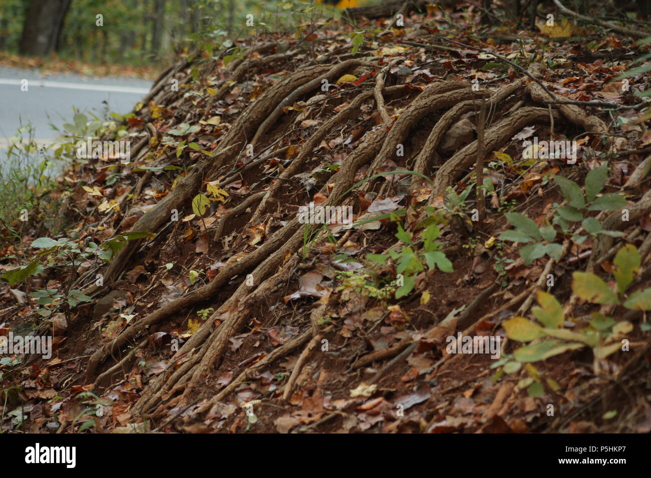 Prevent soil erosion hi-res stock photography and images - Alamy