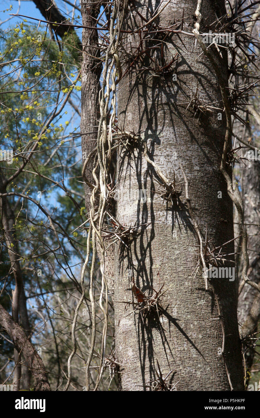 Honey locust tree bark hi-res stock photography and images - Alamy