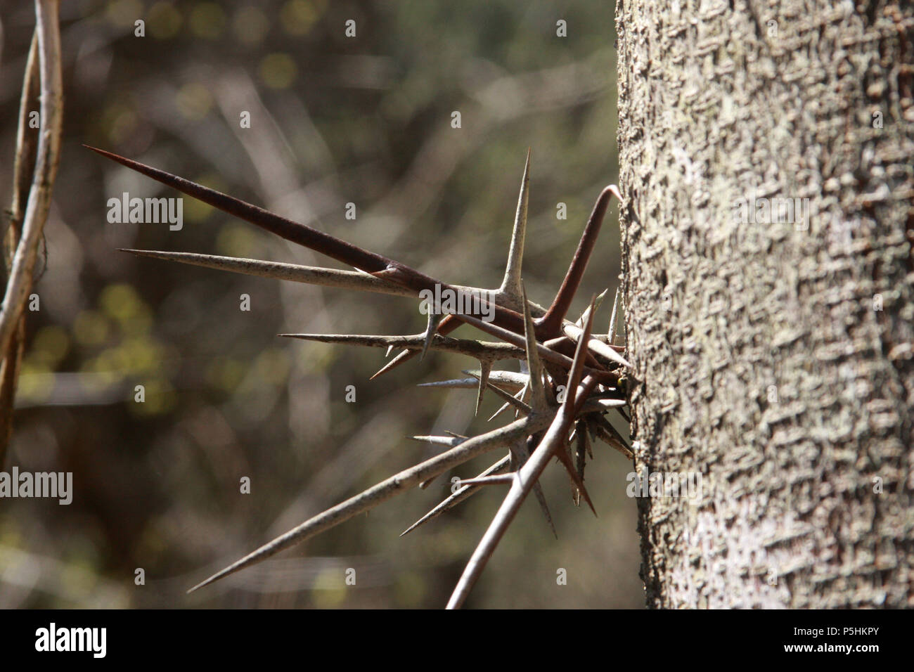 Locust tree thorns hi-res stock photography and images - Alamy