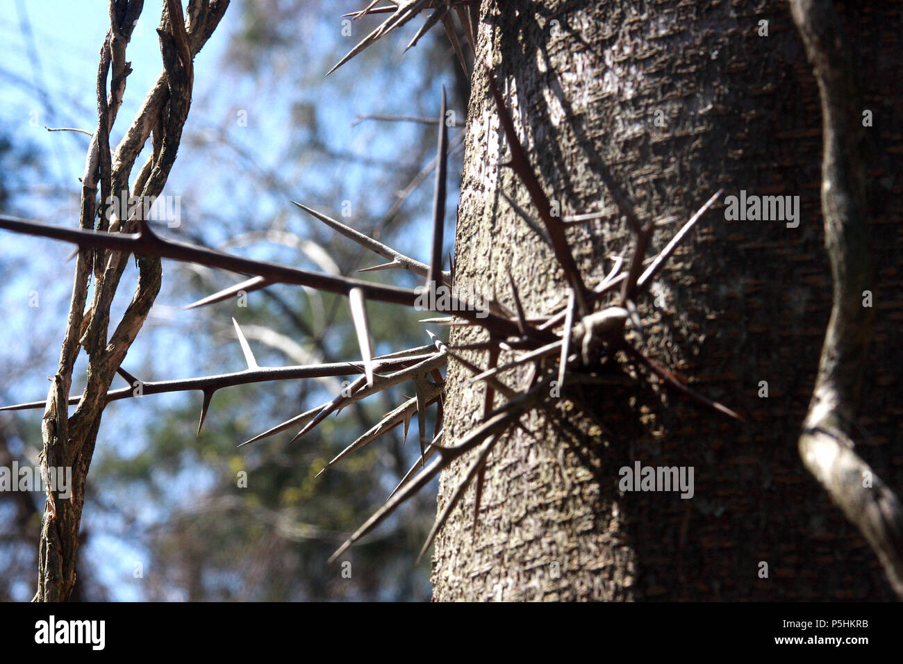 Locust tree thorns hi-res stock photography and images - Alamy