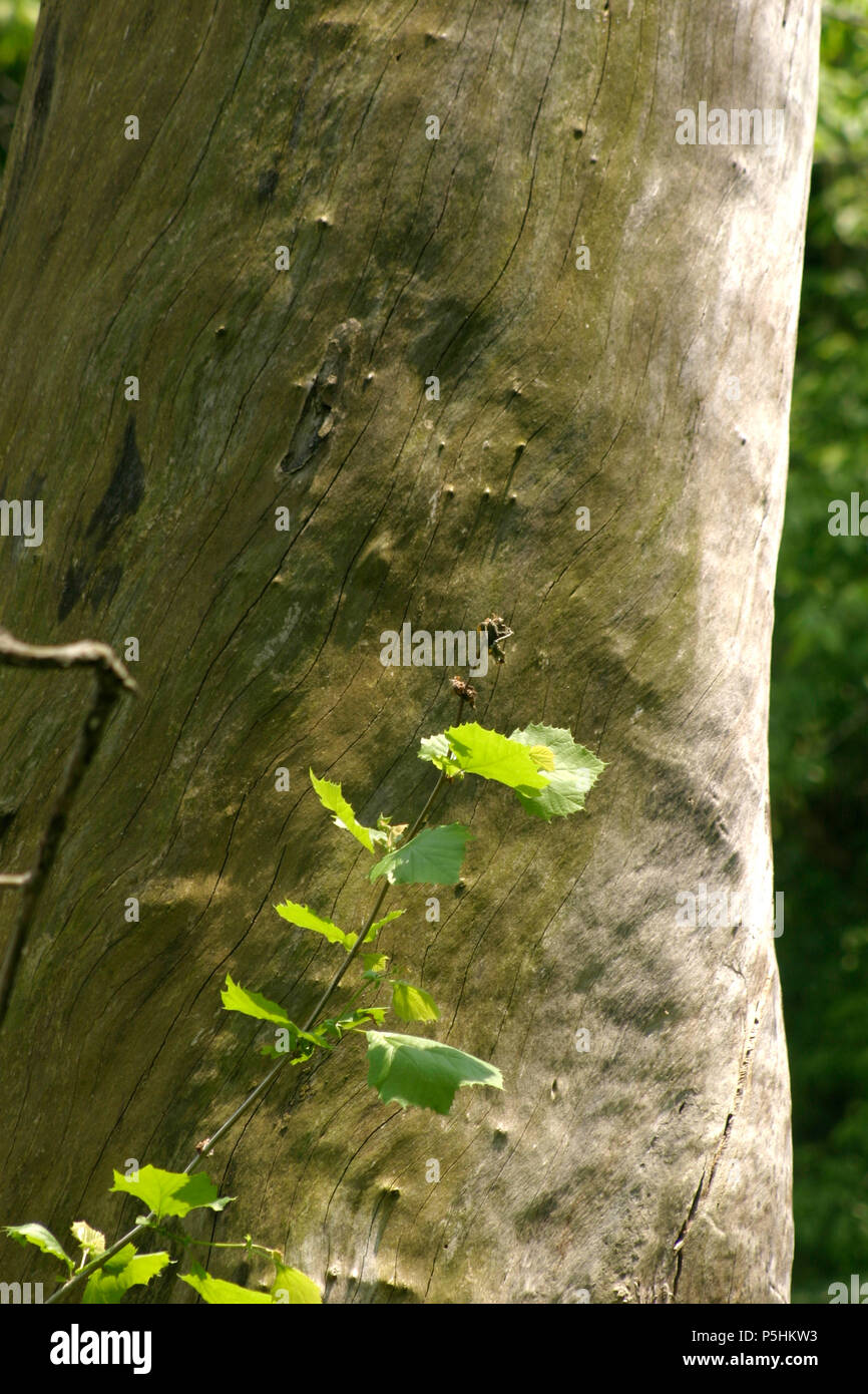 Smooth tree trunk hi-res stock photography and images - Alamy