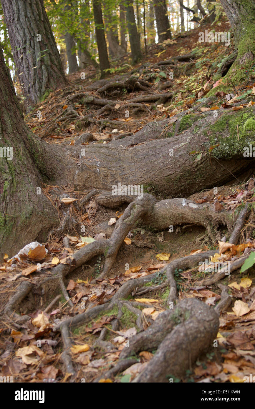Hiking trail with visible tree roots above ground Stock Photo - Alamy