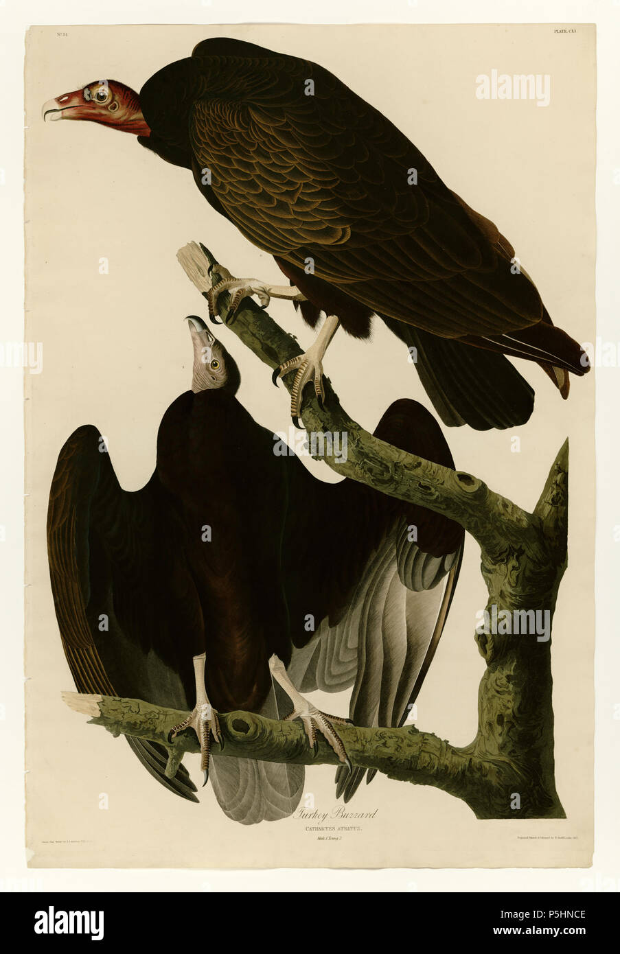 American buzzard hi-res stock photography and images - Alamy