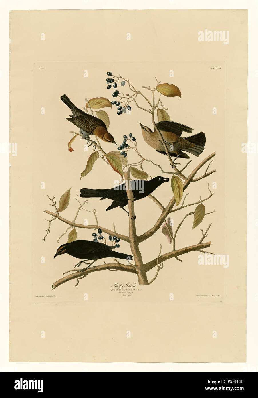 Audubons classic american birds hi-res stock photography and images - Alamy