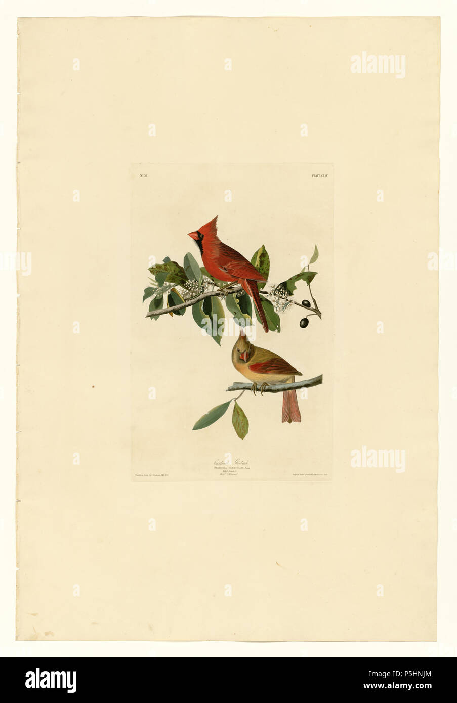 Audubon birds of america cardinal hi-res stock photography and images ...