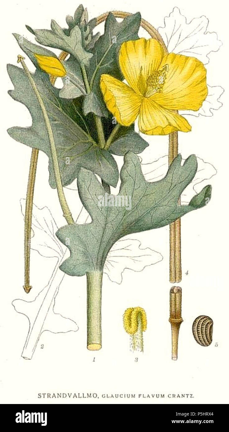 Glaucium flavum f flavum hi-res stock photography and images - Alamy