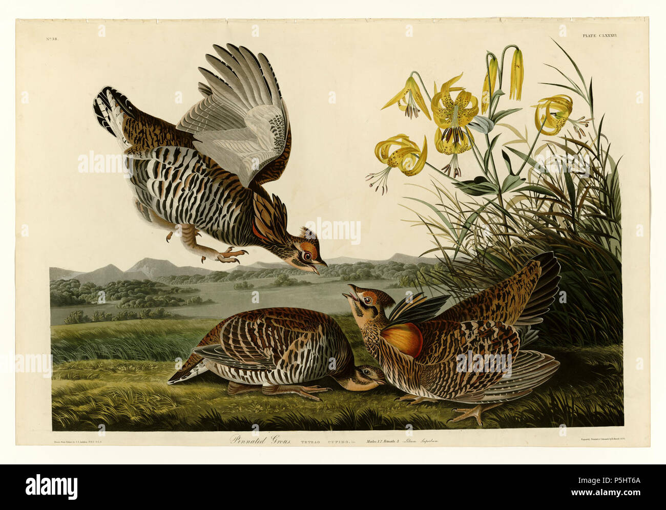 Grous hi-res stock photography and images - Alamy