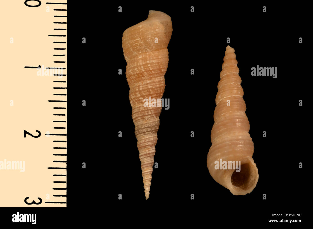 Seashells of Turritella communis. Malacology collection. Spain. Europe ...