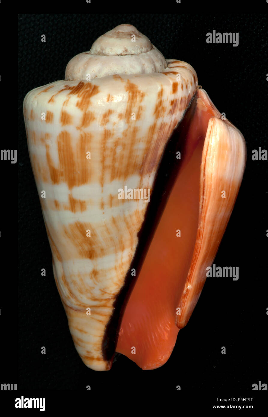 Seashell of Conomurex luhuanus. Malacology collection. Spain. Europe ...