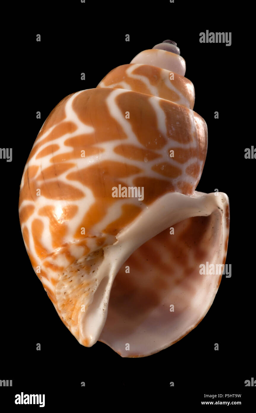 Seashell of Babylonia canaliculata. Malacology collection. Spain ...