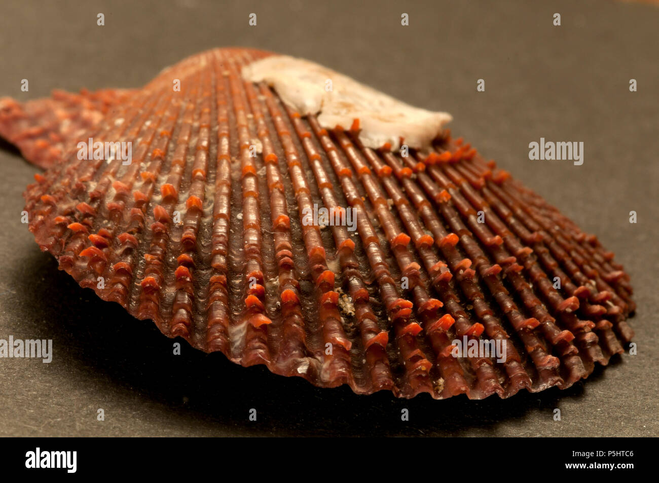 Chlamys varia hi-res stock photography and images - Alamy