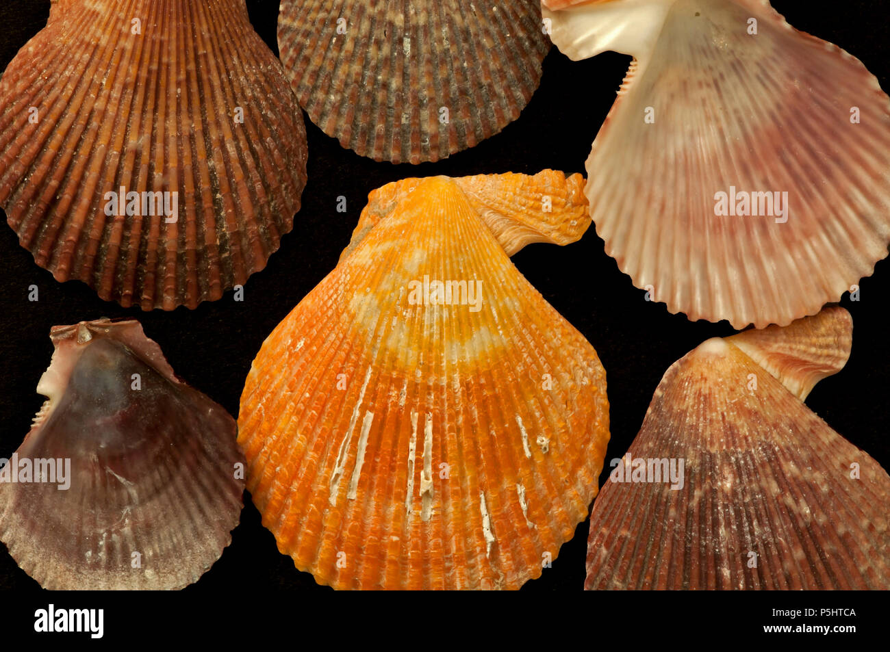 Seashells of Clamys multistriata. Malacology collection. Spain. Europe ...