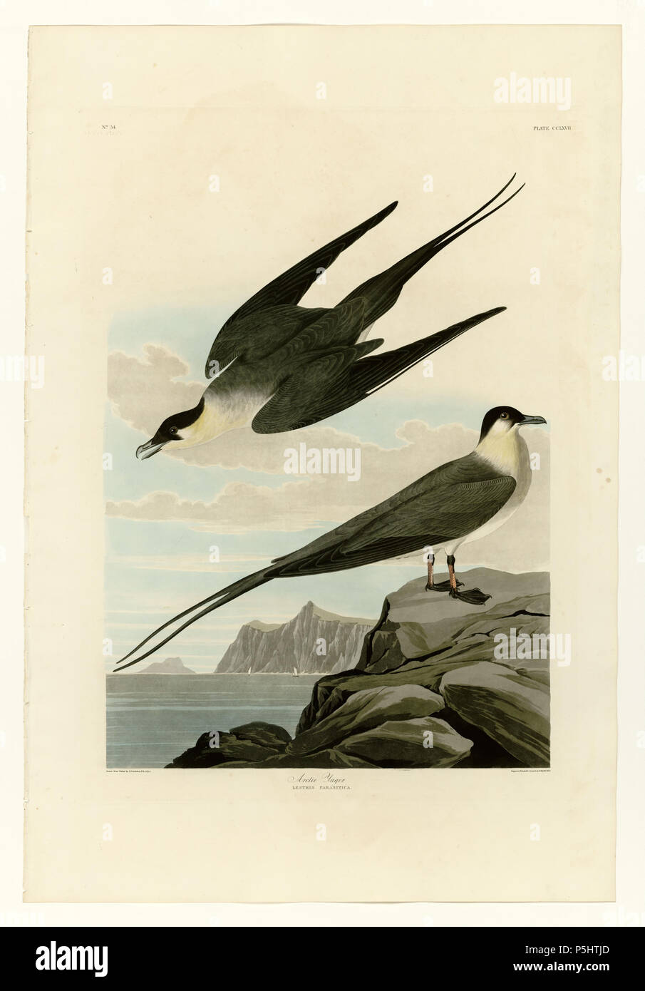 Yager hi-res stock photography and images - Alamy