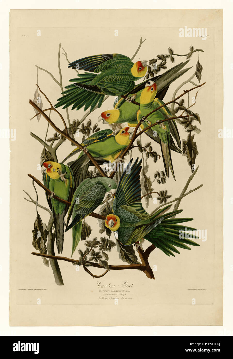 Parrot taxonomy hi-res stock photography and images - Alamy