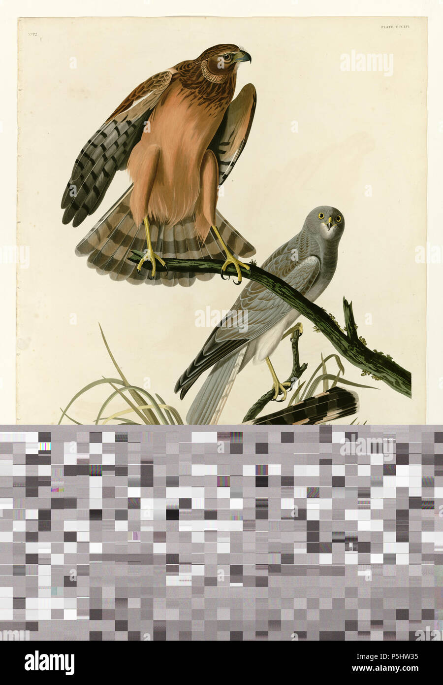 North american hawk hi-res stock photography and images - Alamy