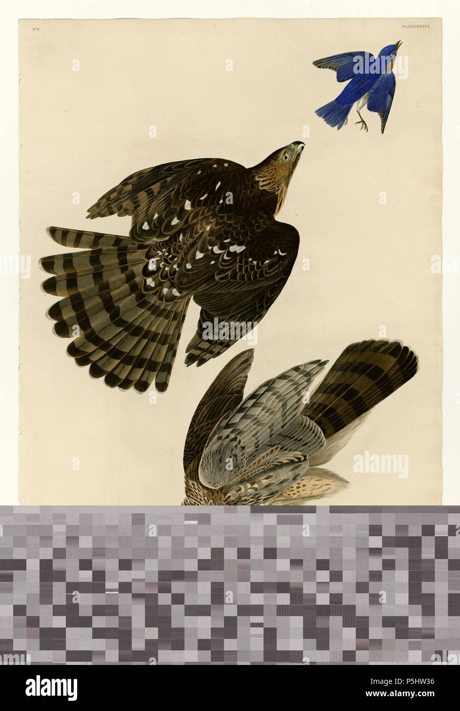 Stanley hawk hi-res stock photography and images - Alamy