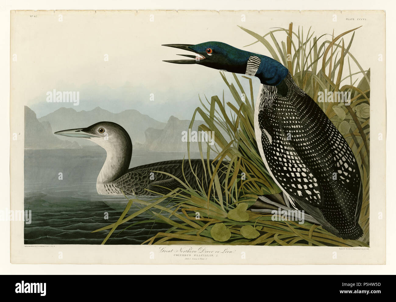 Great northern diver flight hi-res stock photography and images - Alamy