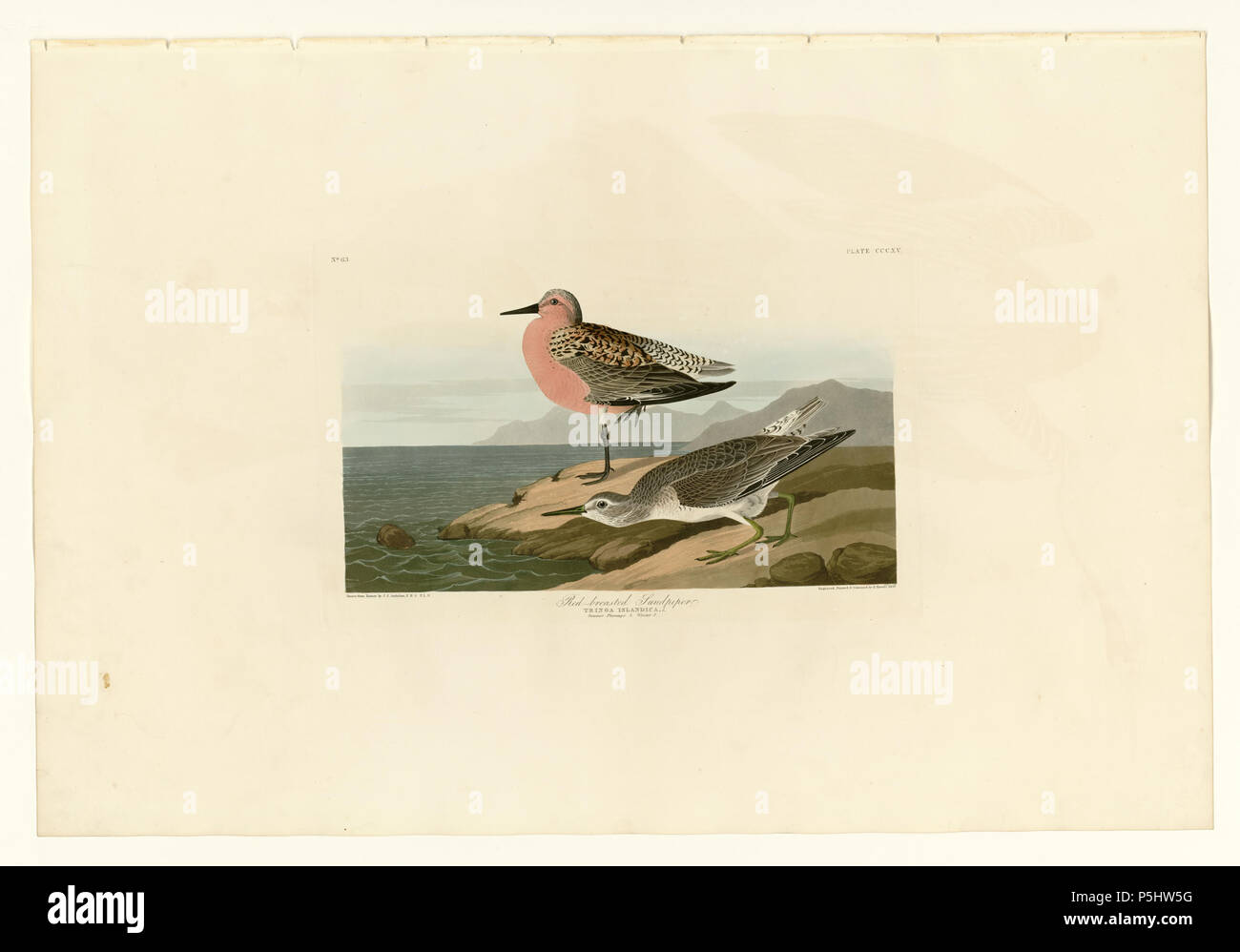 37 315 Red-breasted Sandpiper Stock Photo - Alamy