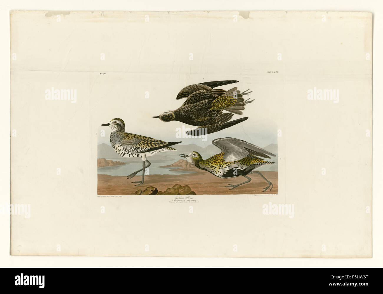 Species plover hi-res stock photography and images - Alamy