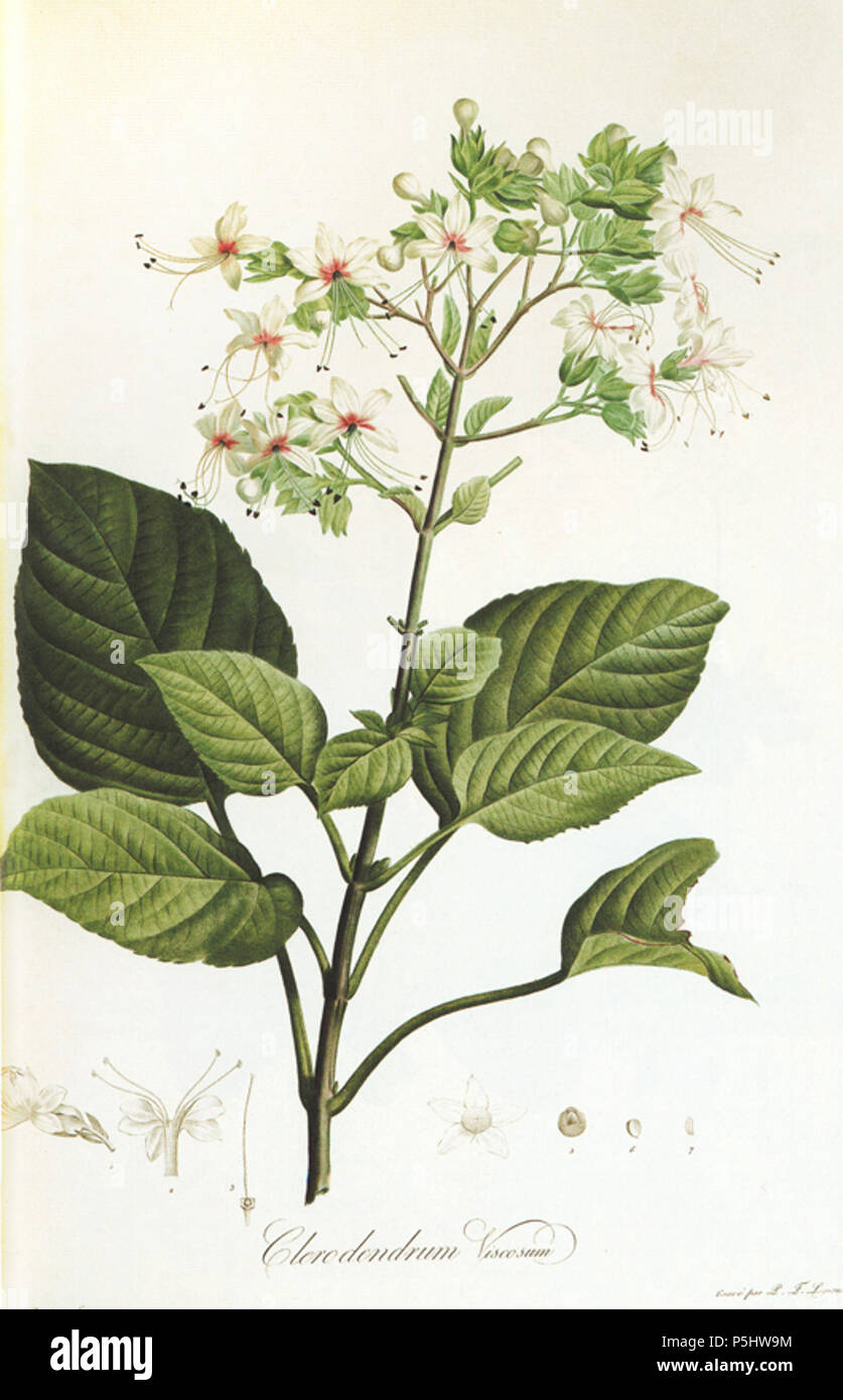 N/A. French botanist, painter, botanical illustrator, printmaker and ...