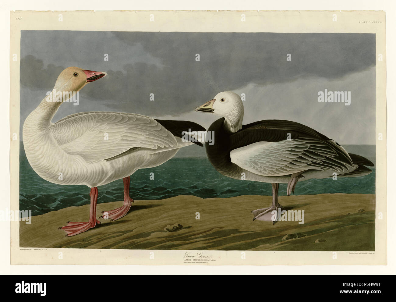 Goose anatomy hi-res stock photography and images - Alamy