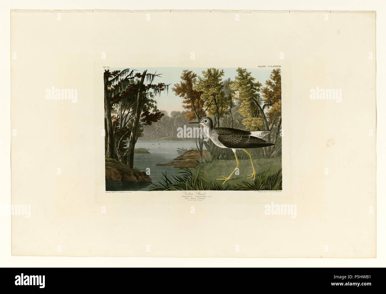 Yellow shank hi-res stock photography and images - Alamy