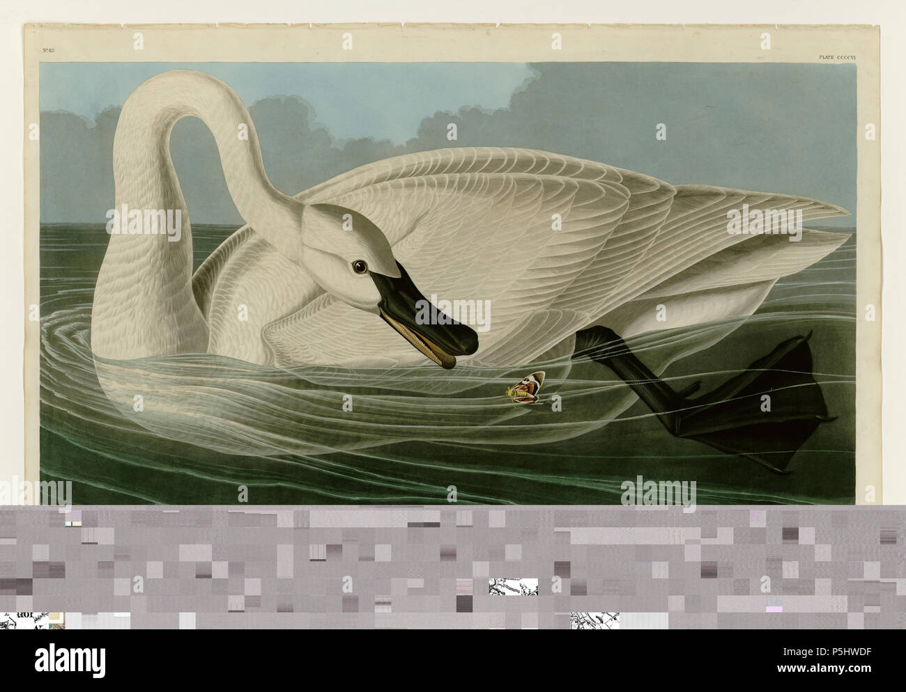Large swan species hi-res stock photography and images - Alamy